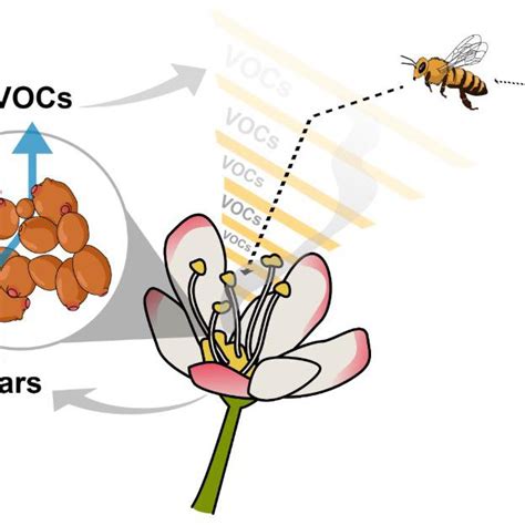 The Production Of Volatile Organic Compounds Vocs By Download Scientific Diagram
