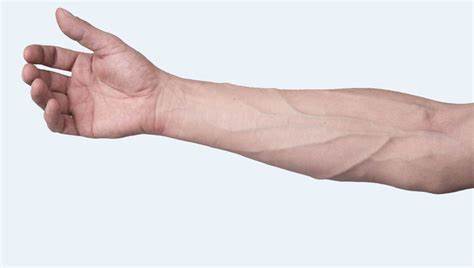 Vena Cephalica Definition Verlauf Und Funktion Medi Karriere