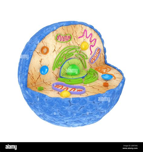 Human Cell Model