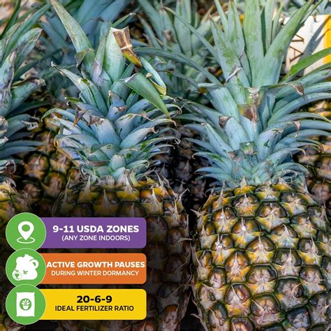 Sugarloaf Pineapple Kona Sugarloaf Ananas Comosus Wellspring Gardens