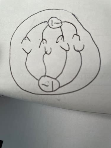 Cell Cycle Mitosis Flashcards Quizlet