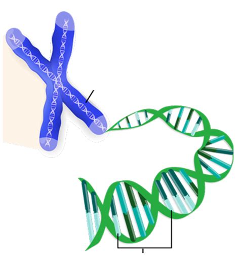 Genetics Diagram Quizlet