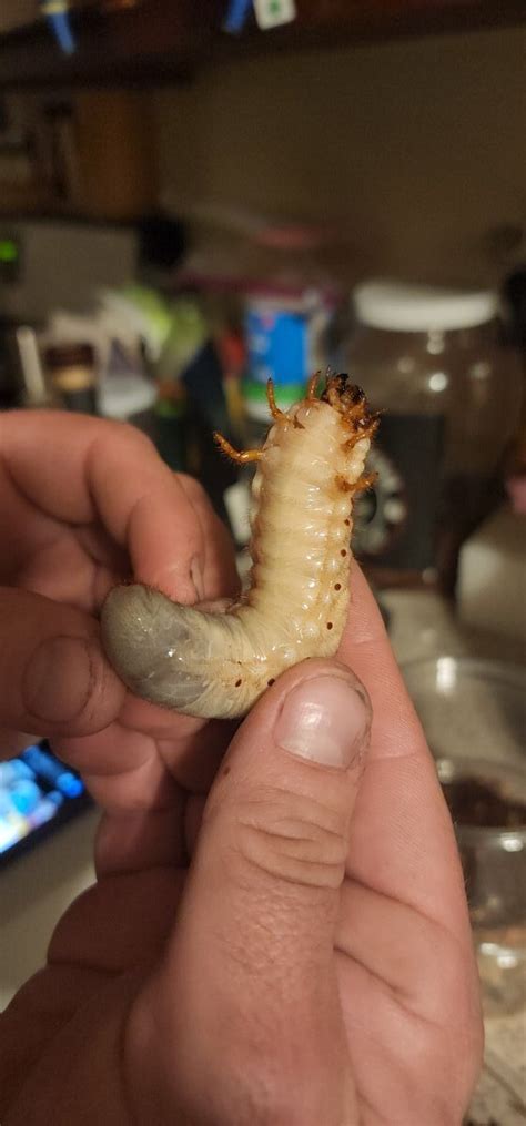 How Do You Determine The Sex Of A Eastern Hercules Beetle L3 Larvae General Beetle