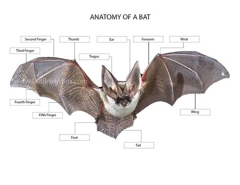 Anatomy Of A Bat Free Get Brainy Kit