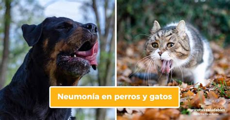 Los 3 Tipos De Neumonía Que Afectan A Perros Y Gatos