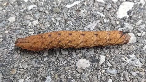 Brown Caterpillar Identification Vqujyl
