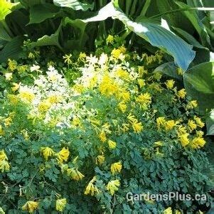 Corydalis Lutea Gardens Plus