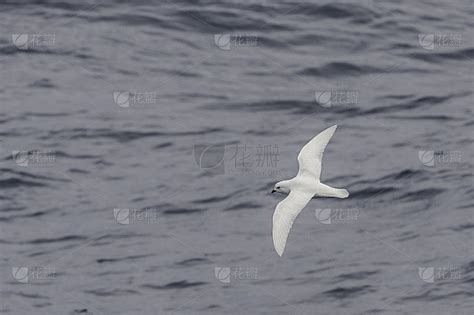 雪海燕飞过南乔治亚群岛附近的海洋。