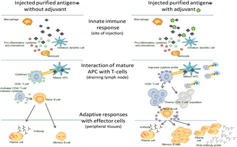 Adjuvant Selection Creative Biolabs