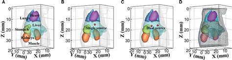 The Numerical Simulations Setup A The Mouse Model With Six Organs Download Scientific