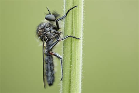 Macro Diffuser