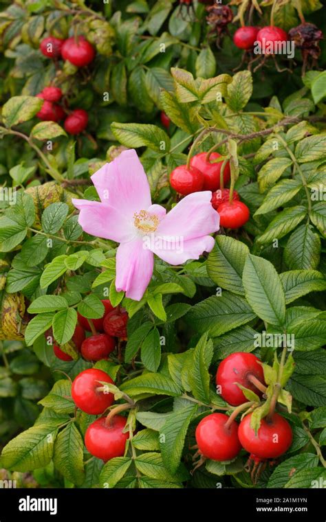Rosa Rugosa Fru Dagmar Hastrup Fotos Und Bildmaterial In Hoher