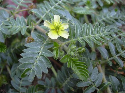 Tribulus Terrestris Tribulus Terrestris Extract Side Effects