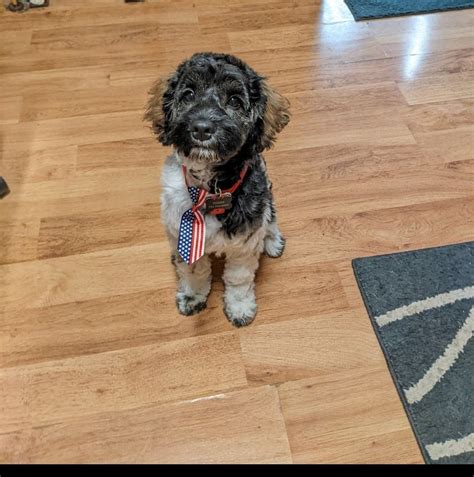 Four Paws Cockapoos New Castle Pa