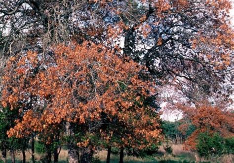 Can Tree Fungus Spread
