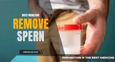 Urinating After Sex Does It Prevent Pregnancy MedShun