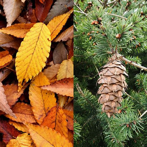 Garden Of Eyewire Deciduous Vs Evergreen