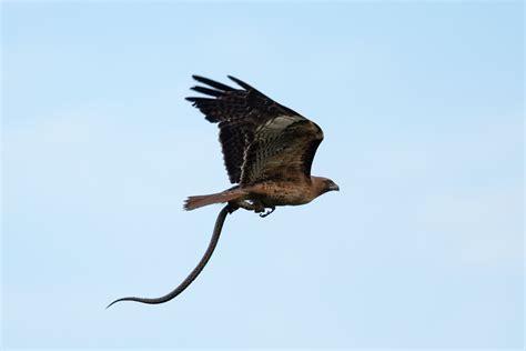 Vanags Uzsviež Sievietei čūsku Un Pamatīgi Viņu Savaino