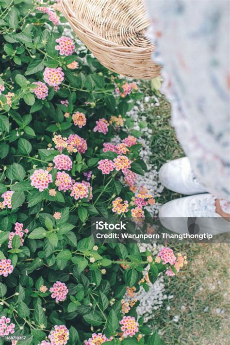 바구니를 들고 있는 여자는 정원에서 허브와 꽃을 따기 시작할 준비를 하고 있습니다 반 빈 바구니 꽃 흰색 화려한 드레스에 여자 가을에 대한 스톡 사진 및 기타 이미지