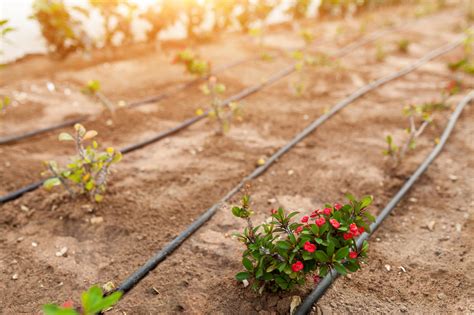 How Does Drip Irrigation System Work Water Saving Guide