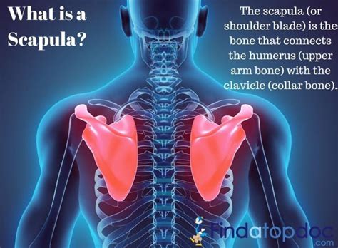 Levator Scapulae Muscle Function Trigger Points And Anatomy