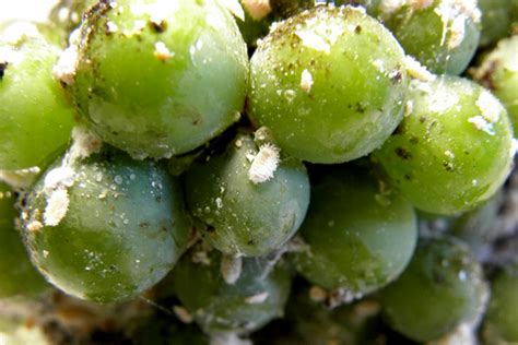Avisan De Dos Nuevas Plagas Emergentes En El Viñedo En Galicia Campo