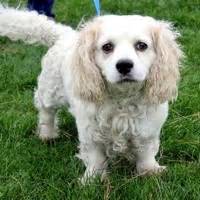 Clumber Spaniel Rescue ― Adoptions