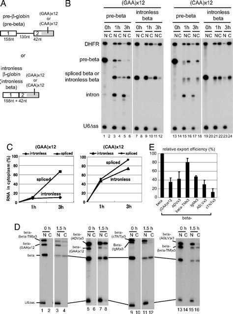 Role Of Purine Rich Exonic Splicing Enhancers In Nuclear Retention Of