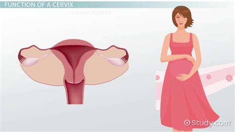 Cervix Anatomy Location And Function Lesson