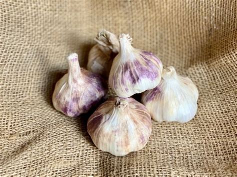 Ail Violet Paniers Dazur