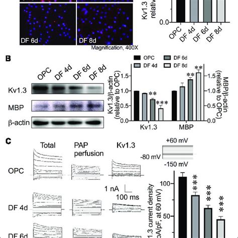 Schematic Representation Of Jak Stat Signaling Pathway Hormones Download Scientific Diagram
