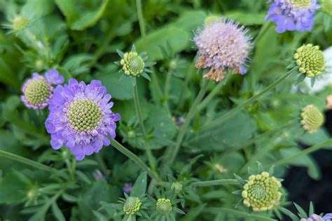 Ý Nghĩa Của Hoa Scabiosa Hoa Thanh Nhã