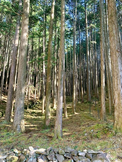 加茂地区 バイカオウレン群生地 さかわのしおり[オフィシャル]さかわ観光協会
