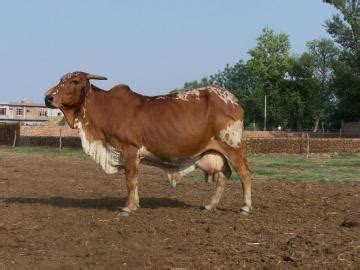 Rathi Dairy Knowledge Portal