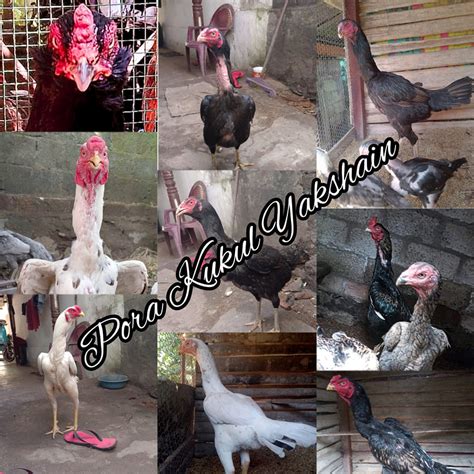 පොර කුකුල් 🐓 යක්ෂයින්