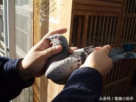 如何快速確定賽鴿的好壞高手解密 每日頭條