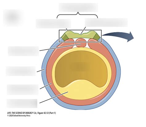 Germ Layers Diagram Quizlet