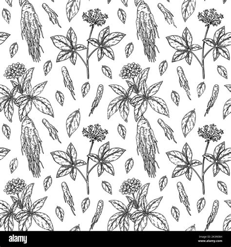 Hand Drawn Ginseng Seamless Pattern Vector Illustration In Sketch