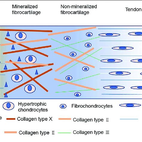 Diagram Of The Four Zones At The Bone Tendon Interface Download Scientific Diagram