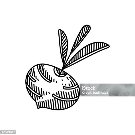 비트 뿌리 선 아이콘 스케치 디자인 픽셀 퍼펙트 편집 가능한 스트로크 로고 기호 기호 유기농 야채 신선도 농장 일반 사탕무 건강한 식습관 잎 농업에 대한 스톡 벡터 아트 및