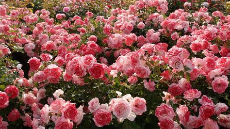 Rose Garden Desktop Wallpapers Top Free Rose Garden Desktop