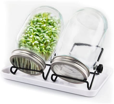 C Crystal Lemon Sprouting Jar Kit Sprouts Growing Kit