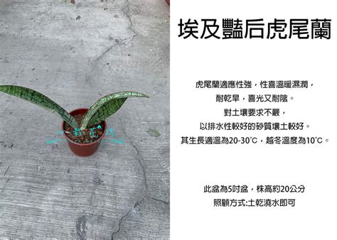 心栽花坊 埃及豔后虎尾蘭超取易折損虎皮蘭5吋觀葉植物室內植物淨化空氣多肉植物售價250特價200 露天市集 全台最大的