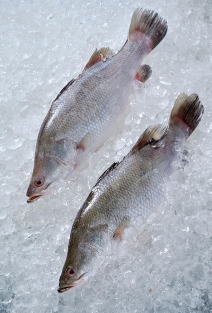 Premium Photo Sea Basses Are Placed On Ice To Preserve Freshness