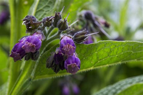 Сорняк с фиолетовыми цветами 45 фото