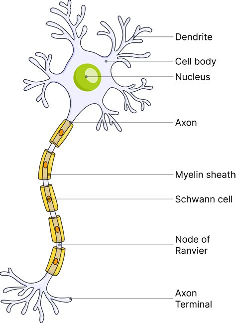 Structure Of Myelinated Motor Neurone Aqa A Level Biology