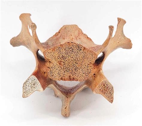Smilodon Fatalis Vertebra Fossil And Bone 4648011895