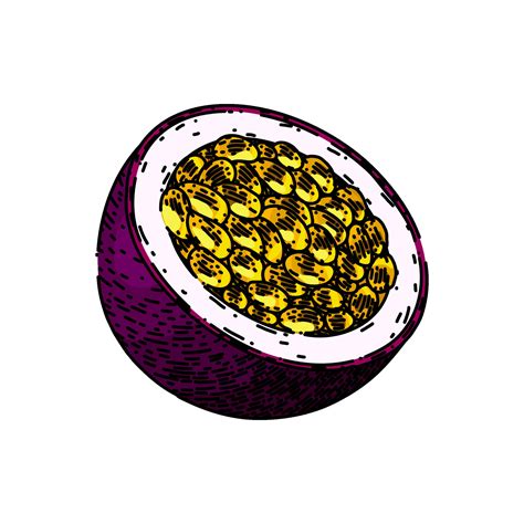 Passion Fruit Slice Sketch Hand Drawn Vector 25440540 Vector Art At