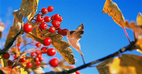 Контрольна робота з теми Будова слова Орфографія 5 клас Тест на 12 запитань Українська мова