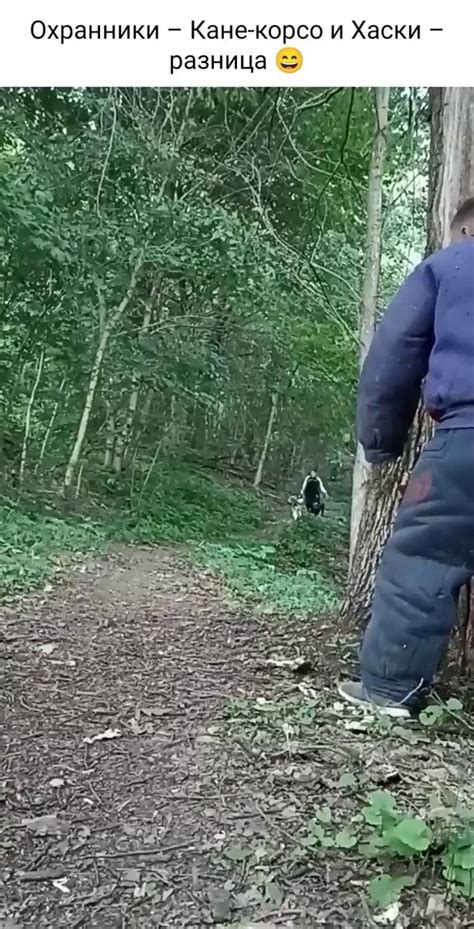 Охранники Кане корсо и Хаски разница АйДаПрикол